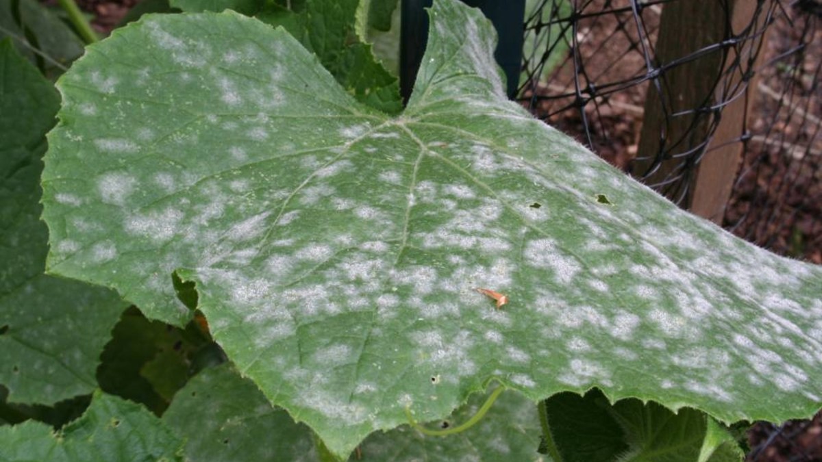 Powdery Mildew - Agricultural Solutions